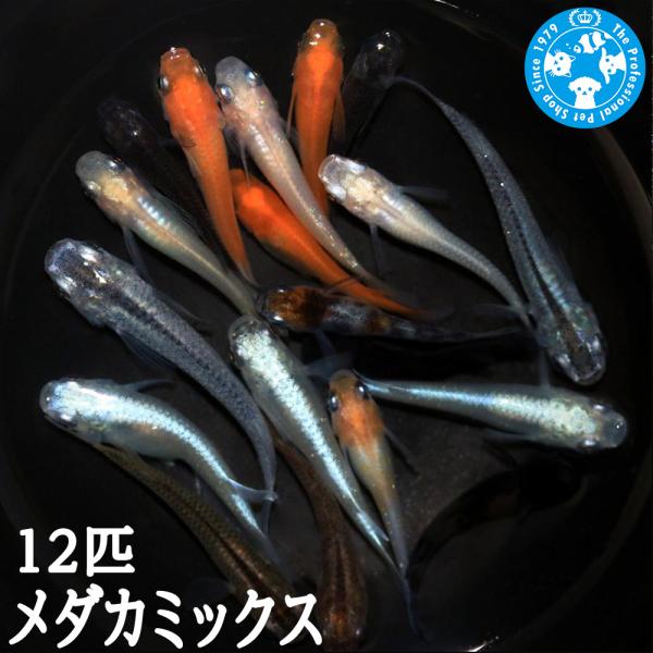 熱帯魚　エビ他　日本産メダカ　ヒカリメダカ　ホタルメダカ　幹之　ラメ　松井ヒレ長　カラフル　めだか　変わりメダカ　おまかせ　ミックス　nittan_medaka_himedaka　medakaMIX　fish　_aqua　20160513　...