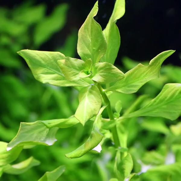 PF_SPQ　熱帯魚　_wp　_aqua　有茎　ヤ行　Ludwigia　水草　後景草　明るい　all_plants　wp_kywrd　レペンス　ysiajv　wptop3_181031　greenplants　p5mizbrk2305　NH...