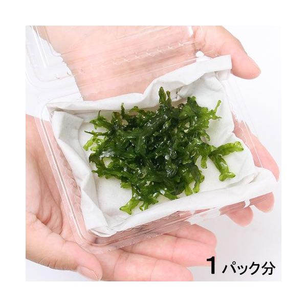 PF_SPQ　_kame　_wp　_hachu　熱帯魚　エビ他　plants200707　水草　コケ　モス類　wp_kywrd　20130916　TS　_fish　_aqua　ビバリウム　アクアテラリウム　パルダリウム　rep_layout...