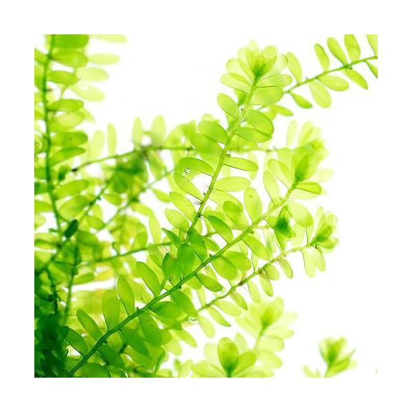 PF_SPQ　_aqua　熱帯魚　エビ他　plantssep　活着する水草　コケの仲間　水草　コケ　モス類　all_plants　ウィローモス　wp_kywrd　s13m28w水草　マナウス　マナウス産　catmosssingle2022m...