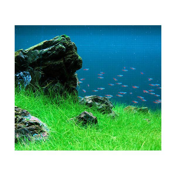 熱帯魚　_aqua　売れ筋水草　水草　前景草　草原のような　束単品　all_plants　ヘアーグラスショート　水上葉_前景草　hairshort　wp_kywrd　草むらのような前景草　ショートヘアグラス　mizks1013event　m...