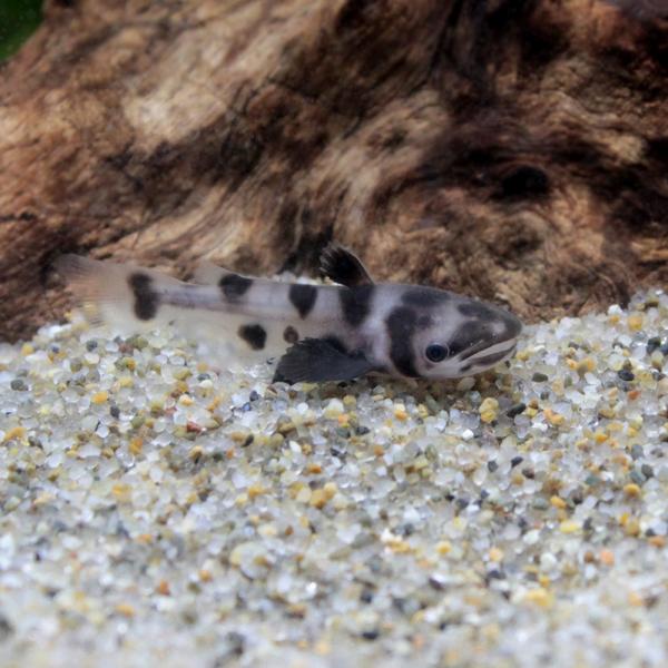 PF_SPQ　熱帯魚・エビ他　ナマズの仲間　ビッグヘッドレオパードドルフィン・キャット　１匹　Ａｇｅｎｅｉｏｓｕｓ　ｍａｒｍｏｒａｔｕｓ　20210122　DN　y21m01　Sサイズ　kaijyo　ビックヘッド restock