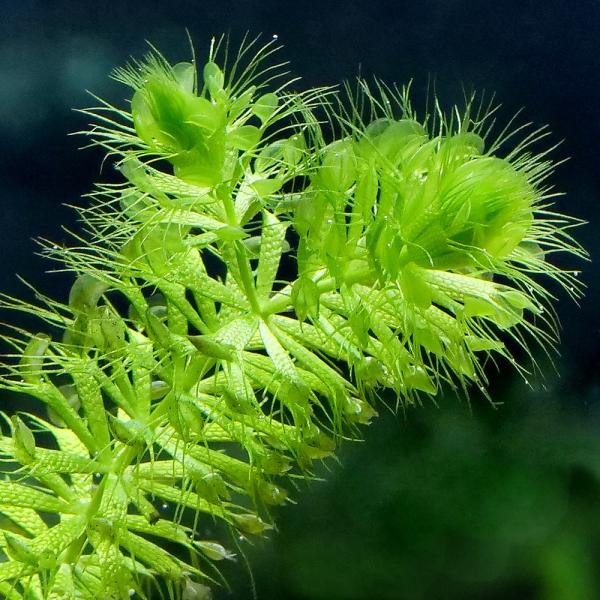 PF_SPQ　熱帯魚　金魚藻　有茎　マ行　ＣＯ２なしでも育つ水草　水草　浮き草　all_plants　食虫植物　日本産　レア種　絶滅危惧　絶滅　kaijyo　タヌキモ　モウセンゴケ科　Ｄｒｏｓｅｒａｃｅａｅ　ムジナモ属　Ａｌｄｒｏｖａｎｄａ...