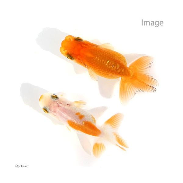 _aqua　fish_database　協会系ランチュウ　蘭鋳　らんちゅう　hansyoku0404　catalog_ランチュウ　当歳　素赤　更紗　新仔　bnr_kngsnk　20151027　ＴＫ　kaijyo　らんちう　y23m09