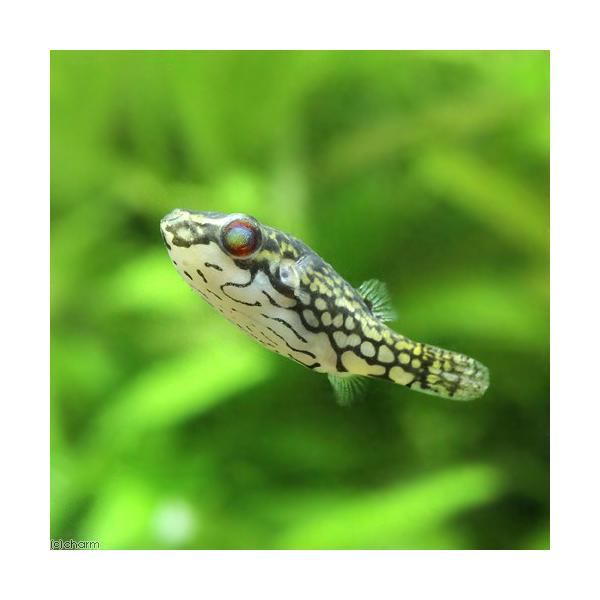 PF_SPQ　_aqua　熱帯魚・エビ他　その他の熱帯魚　フグ・パファーの仲間　レッドテールアカメ・フグ　１匹　フグの仲間　淡水フグ　Ｃａｒｉｎｏｔｅｔｒａｏｄｏｎ　ｉｒｒｕｂｅｓｃｏ　aqua_life201201　メス　20151119...