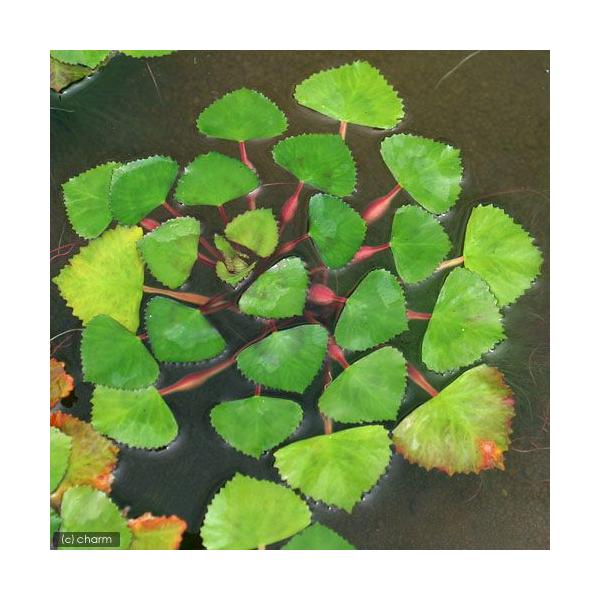 _aqua　_gardening　金魚・メダカ　ビオトープ　水辺植物　水生植物　浮葉植物　ヒシ　ガーデニング　水辺植物　その他水辺植物　all_plants　トラッパナタンス　　トラパ　ナタンス　トラパナタンス　洋ビシ　洋菱　ヨウビシ　植物...
