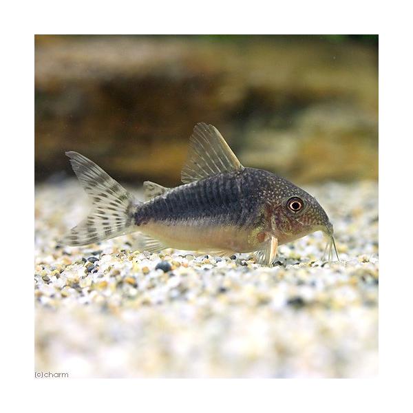 PF_SPQ　fish_database　熱帯魚・エビ他　コリドラス　エレガンスタイプ　コリドラスゴッセイ　ファインスポットゴッセイ　ワイルド　１匹　ショートノーズ　Ｈｏｐｌｉｓｏｍａ　Ｇａｓｔｒｏｄｅｒｍｕｓ　Ｃｏｒｙｄｏｒａｓ　ｇｏｓｓ...
