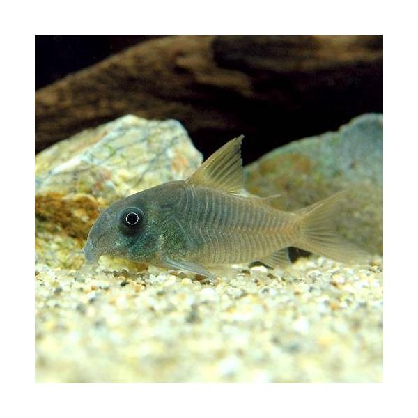 _aqua　熱帯魚・エビ他　コリドラス　ショートノーズ　コリドラス・コンコロール　ワイルド　５匹　Ｈｏｐｌｉｓｏｍａ　Ｃｏｒｙｄｏｒａｓ　ｃｏｎｃｏｌｏｒ　コンコロール　corydoras_roach　movie_1275762　20160...