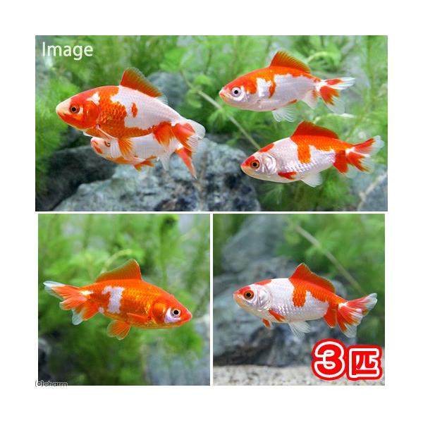 熱帯魚・エビ他　金魚　和金　生体　nittan_kingyo_wakin　平賀養魚場産　更紗和金　更紗　サラサ　catalog_和金　埼玉産　サラサワキン　20151212　TK　淡水生体　kaijyo　y23m10