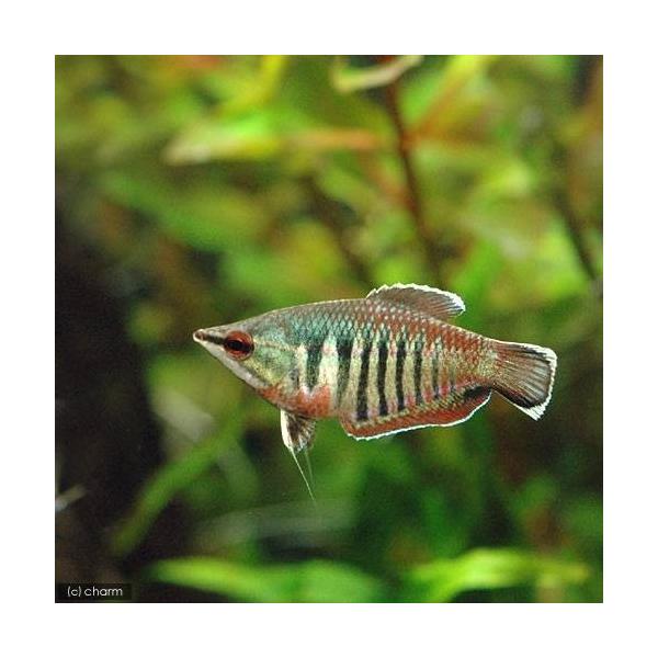 _aqua　sfset　熱帯魚・エビ他　グラミー・アナバス　グラミー・リコリス　スファエリクティス・バイランティ　Ｓｐｈａｅｒｉｃｈｔｈｉｓ　ｖａｉｌａｎｔｉ　グーラミー　グーラミィ　５匹　グラミーの仲間　ゼブラチョコレートグラミー　wyj...