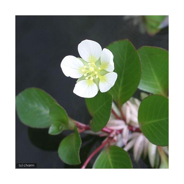 PF_SPQ　金魚・メダカ　_wp　_aqua　_gardening　金魚藻　ビオトープ　floating　Ludwigia　ガーデニング　水辺植物　浮き草　all_plants　ビオ浮き草　wp_kywrd　kingyomo_osusum...