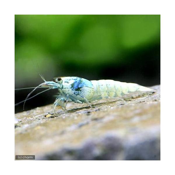 PF_SPQ　fish_database　turquoise_shadow_shrimp　熱帯魚・エビ他　ビーシュリンプ・エビ　シャドー系　ターコイズシャドーシュリンプ　１匹　シュリンプシャドー　ターコイズシュリンプ　20111208　MS...