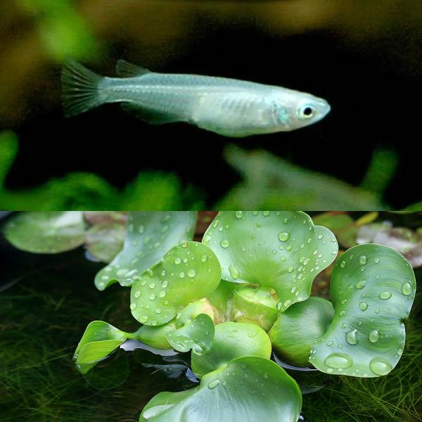 _aqua　Ｏｒｙｚｉａｓ　ｌａｔｉｐｅｓ　ｖａｒ．　メダカホテイ草セット　ビオトープにおすすめの生体　biotope　ホテイ草特集　熱帯魚　エビ他　日本産メダカ　青メダカ　medakaxhotei0517　20110517　ＯＳＨ　nit...