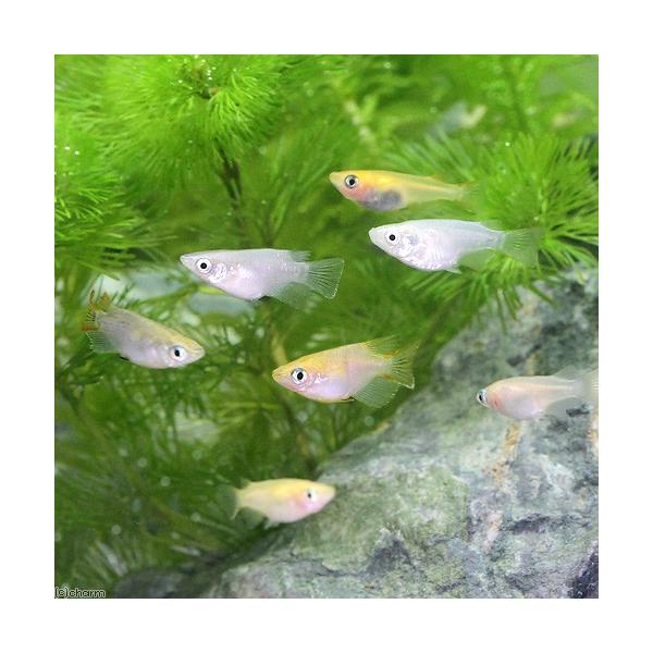 _aqua　Oryzias　latipes　var.　熱帯魚　エビ他　日本産メダカ　ヒカリメダカ　ホタルメダカ　変わりメダカ　おまかせ　ミックス　20110606　YI　ダルマメダカミックス　nittan_medaka_himedaka　s...