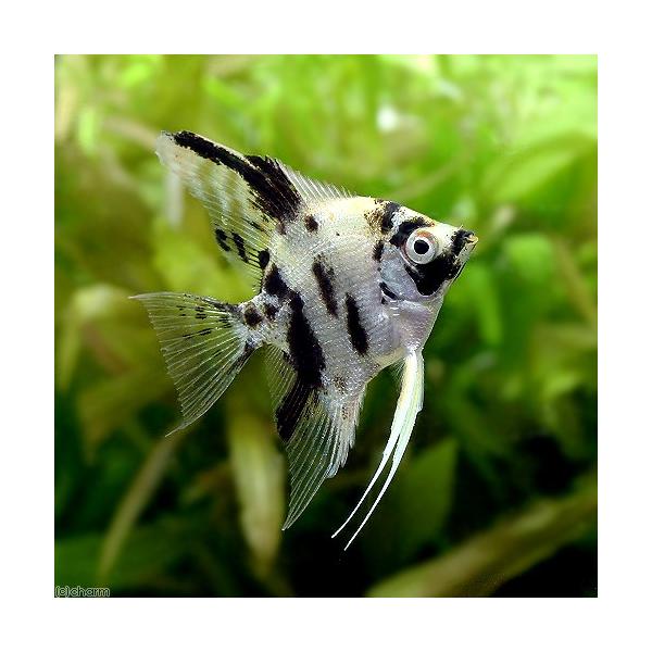 熱帯魚・エビ他　エンゼル・ディスカス　エンゼルフィッシュ　ゴールデンマーブル・エンゼル　国産ブリード　３匹　ビギナーにオススメ　Ｐｔｅｒｏｒｈｙｌｌｕｍ　ｓｃａｌａｒｅ　ｖａｒ．　kaijyo　MS0104　20160613　ＭＫ　top_...