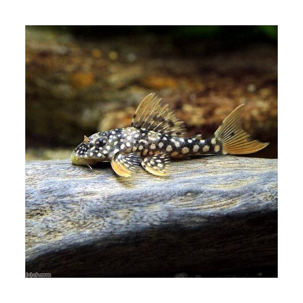 PF_SPQ　_aqua　sfset　熱帯魚・エビ他　プレコ　ゴールドエッジマグナムプレコ　１匹　Ｌ０１４　トリム・マグナム系　Ｓｃｏｂｉｎａｎｃｉｓｔｒｕｓ　ａｕｒｅａｔｕｓ　サンシャインプレコ　pleco_massigura　ブリード　...