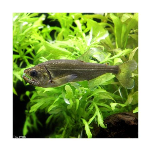 PF_SPQ　_aqua　sfset　fish_database　熱帯魚・エビ他　カラシン（テトラ等）　南米産（中大型種）　ペーシュカショーロ　アルマータス　カショーロ　ペーシュ　１匹　Ｈｙｄｒｏｌｙｃｕｓ　ｓｃｏｍｂｅｒｏｉｄｅｓ　Ｈｙｄ...