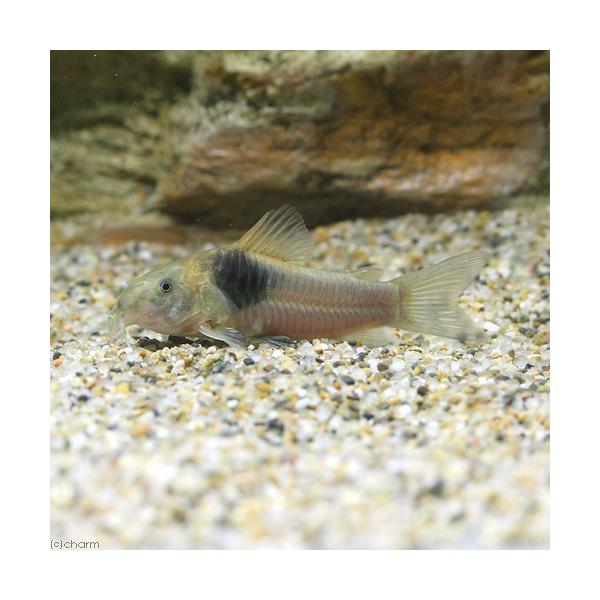 PF_SPQ　_aqua　sfset　fish_database　熱帯魚・エビ他　コリドラス　ショートノーズ　コリドラスｓｐ．テニエンテ　ワイルド　１匹　ＣＷ０１６　Ｏｓｔｅｏｇａｓｔｅｒ　Ｃｏｒｙｄｏｒａｓ　ｍａｃｌｕｒｅｉ　ｓｐ．“Ｔｅ...