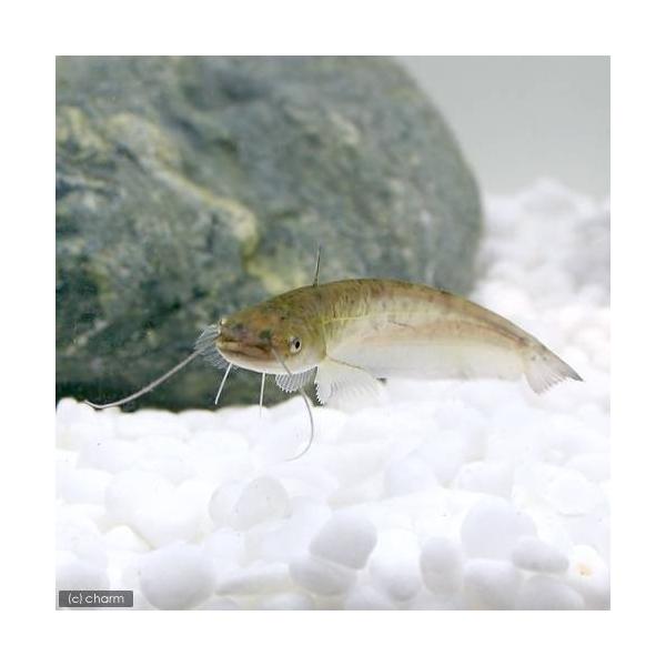 sfset　_aqua　生体　熱帯魚・エビ他　日本産淡水魚　日淡　川魚　Ｓｉｌｕｒｕｓ　ｌｉｔｈｏｐｈｉｌｕｓ　イワトコオオナマズ　胡麻ナマズ　nittanmiryoku_niku　20100914　nittan_nittan　fish_k...