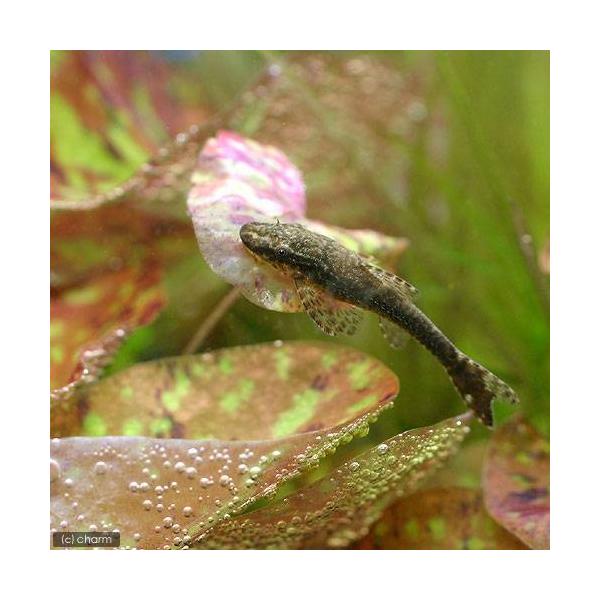 PF_SPQ　熱帯魚・エビ他　オトシン・ロリカリア　オトシン　オトシンネグロ　３匹　オトシンの仲間　fish_database　Ｈｉｓｏｎｏｔｕｓ　ｌｅｕｃｏｆｒｅｎａｔｕｓ　ビギナーにオススメ　定番コケ対策　【コケ対策】食べさせる　水槽壁...