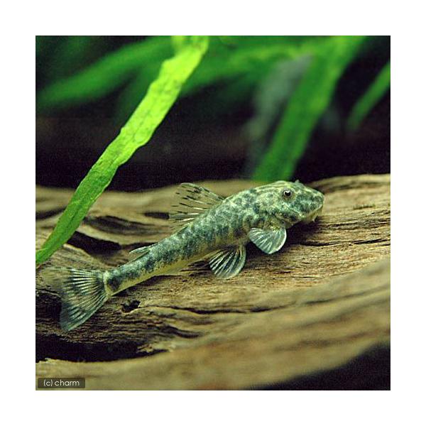 PF_SPQ　熱帯魚・エビ他　オトシン・ロリカリア　オトシン　ピットブル・プレコ　パラオトシンジミィ　１匹　Ｐａｒｏｔｏｃｉｎｃｌｕｓ　ｊｕｍｂｏ　fish_database　生体　aqua_life201106　pleco_massigu...