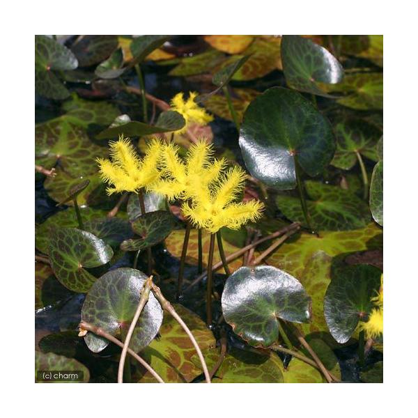 _aqua　_gardening　金魚・メダカ　ビオトープ　水辺植物　水生植物　浮葉植物　nymphoides　ガーデニング　その他水辺植物　all_plants　bio_130715　植物　植物生体　ガーデニング生体　育て方　育成方法　栽...