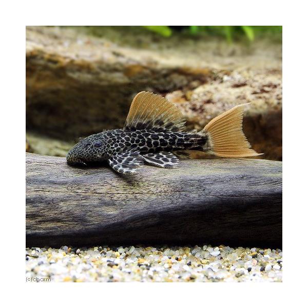 PF_SPQ　_aqua　sfset　fish_database　熱帯魚・エビ他　プレコ　スーパーオレンジフィンレオパードトリムプレコ　ローライマ産　1匹　L600　LDA073　ニューオレンジフィンレオパードトリム　トリム・マグナム系　2...