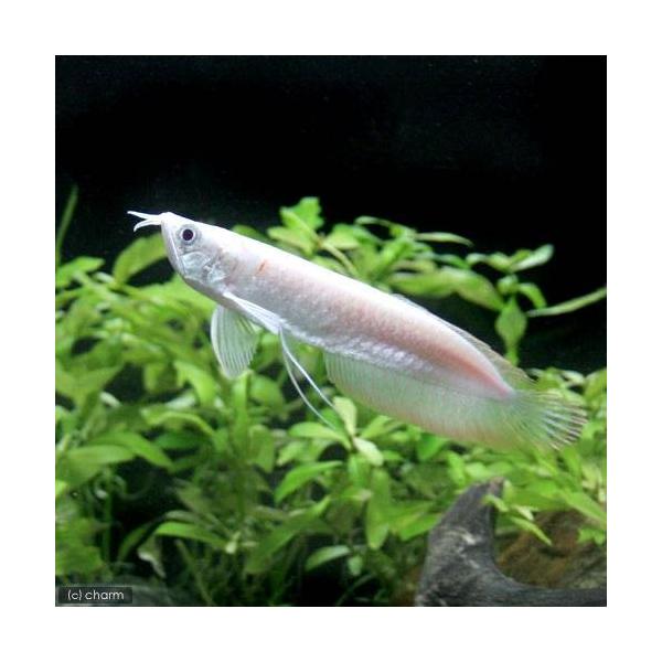 PF_SPQ　sfset　_aqua　熱帯魚・エビ他　古代・大型魚　アロワナ・近縁種　アルビノシルバーアロワナ　Ｓサイズ　１匹　ビギナーにオススメ　Ｏｓｔｅｏｇｌｏｓｓｕｍ　ｂｉｃｉｒｒｈｏｓｕｍ　Osreoglossum　20131219...