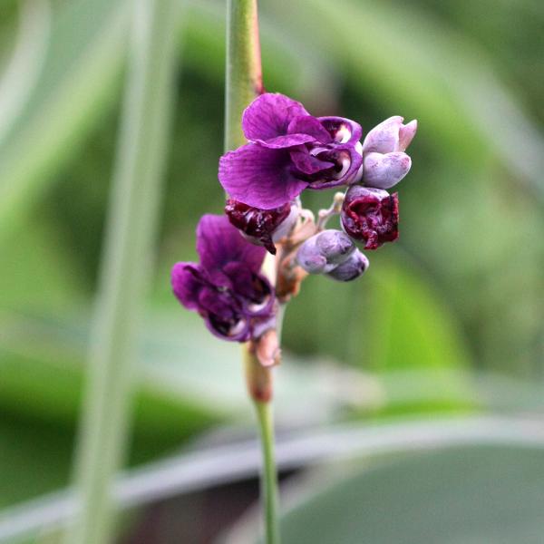 _aqua　_gardening　ビオトープ　水辺植物　水生植物　カンナ　水カンナ　タリア　花もの　ガーデニング　その他水辺植物　ll_plants　20110322　THALIAEALBATA　biobonus1　nz247yhgガーデニ...