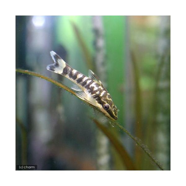 PF_SPQ　熱帯魚・エビ他　オトシン・ロリカリア　オトシン　ニューゼブラオトシン　１匹　fish_database　Ｏｔｏｃｉｎｃｌｕｓ　ｃａｃｏｍａ　wsf　淡水生体　オトシンの仲間　kaijyo　tansui60　top_fish08...