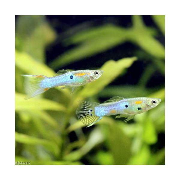 PF_SPQ　_aqua　熱帯魚・エビ他　グッピー　系統で選ぶ　ワイルドフォーム系　ジャパンブルー　３匹　kaijyo　熱帯魚生体　　エンドラーズ・グッピー　Ｐｏｅｃｉｌｉａ　ｒｅｔｉｃｕｌａｔａ　ｗｉｎｇｅｉ　ｖａｒ．　　オス　外国産　t...