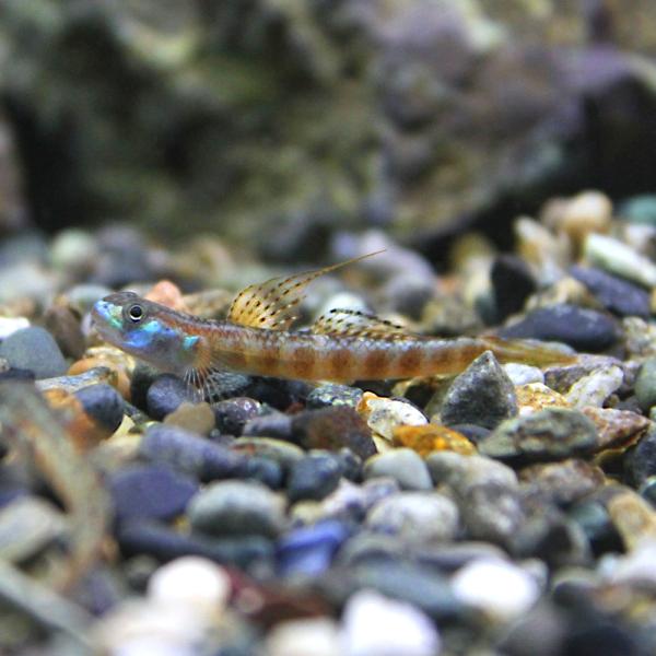 PF_SPQ　sfset　_aqua　fish_database　熱帯魚・エビ他　その他の熱帯魚　ハゼ・ゴビーの仲間　スティフォドン　ルティラウレウス　１ペア　ハゼの仲間　beginerhp_gobee　淡水生体　Ｓｔｉｐｈｏｄｏｎ　ｒｕｔ...