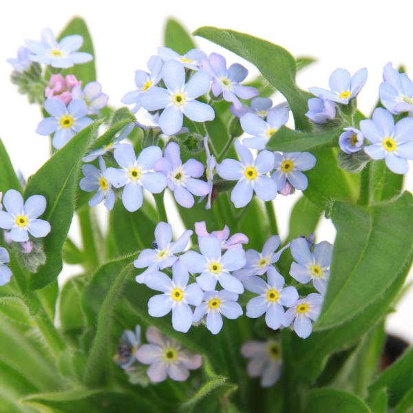 水辺植物　水生植物　有茎種　枝もの　ガーデニング　水辺植物　その他水辺植物　all_plants　muryotassei_600_699　育て方　育成方法　栽培方法　グランドカバー　勿忘草　忘れな草　Myosotis　シンワスレナグサ　wp...