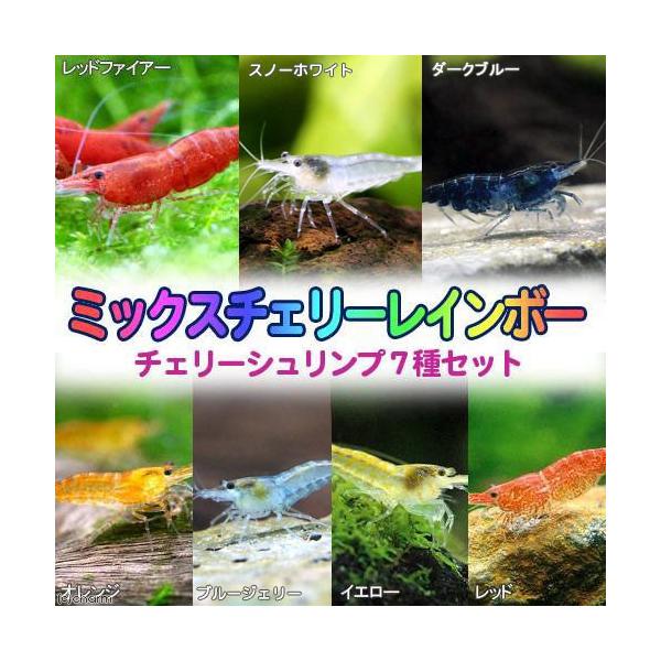 cherry_set　熱帯魚・エビ他　ヌマエビ系　チェリーレッドシュリンプ　ビギナーにオススメ　レッドチェリーシュリンプ　匹　動画淡水生体　動画　淡水生体　チェリーレッド　チェリーレッドファイアー　20130331　TN　レッドファイアーシ...