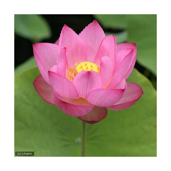 _aqua　sfset　_gardening　ビオトープ　ガーデニング　水辺植物　ハス　hasu_10bai0731　all_plants　sp_gardenハス　tuihi_rotas0614　発芽待ちハス　set_hasu_ooka　大...