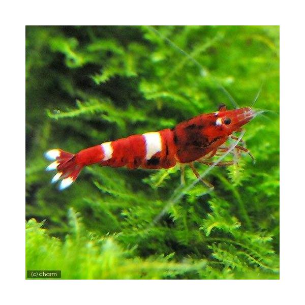 sfset　_aqua　redshadowshrimp　熱帯魚・エビ他　ビーシュリンプ・エビ　シャドー系　レッドシャドー・シュリンプ　レッドシャドー　シュリンプシャドー　K6C9IgJF　bsｒs-mix　MS0106　エビ生体　20170...