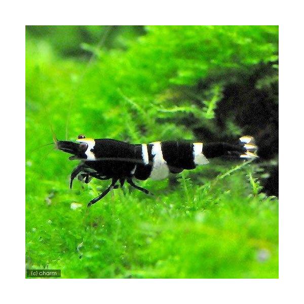 sfset　_aqua　熱帯魚・エビ他　ビーシュリンプ・エビ　シャドー系　ブラックシャドーシュリンプ　ブラックシャドー・シュリンプ　beeshurimp_shadow　ブラックシャドー　シュリンプシャドー　black_shadow_shri...