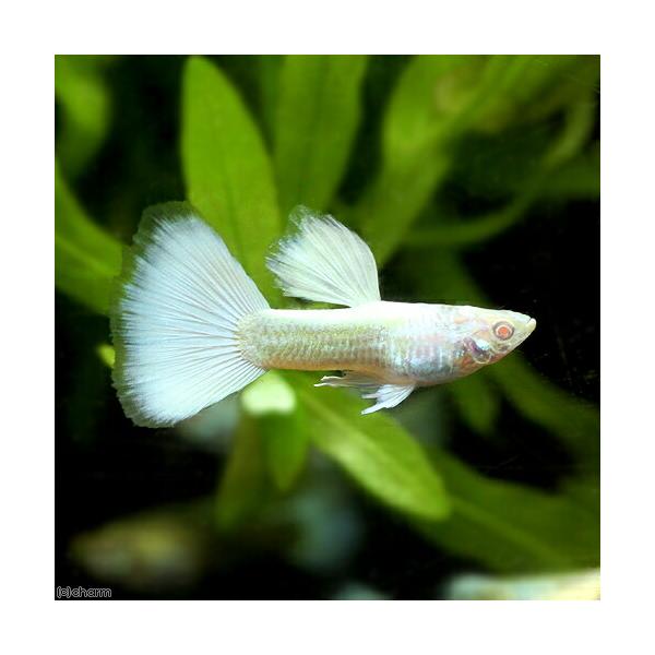 PF_SPQ　熱帯魚・エビ他　グッピー　ＲＲＥＡ系　ＲＲＥＡ・スーパーフルプラチナ・グッピー　国産ブリード　１ペア　cool　kokusan_guppy　coolfish_nettai　熱帯魚生体　20170304　YY　fish_data...