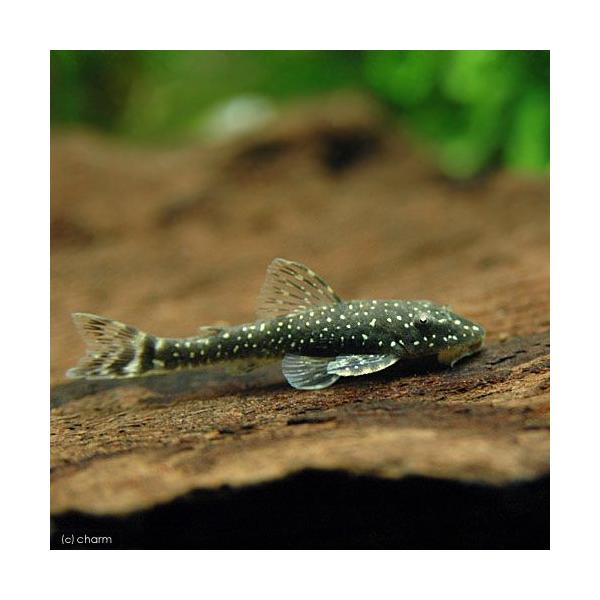 PF_SPQ　_aqua　熱帯魚・エビ他　オトシン・ロリカリア　オトシン　パラオトシン・ハロルドイ　１匹　fish_database　カイザーパラ　パロトキンクルス　オトシンの仲間　kaijyo　3fishtop191106　topfish...