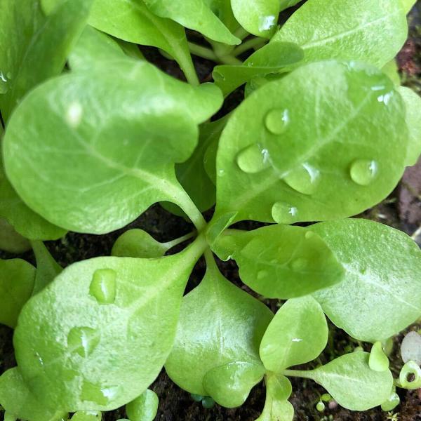 PF_SPQ　熱帯魚　_wp　_aqua　水草　前景草　ワンポイント　all_plants　ウォーターローズ　Samolus　parviflours　ハイハマボッス　サクラソウ科ハイハマボッス属　kaijo　point5wplants　y1...