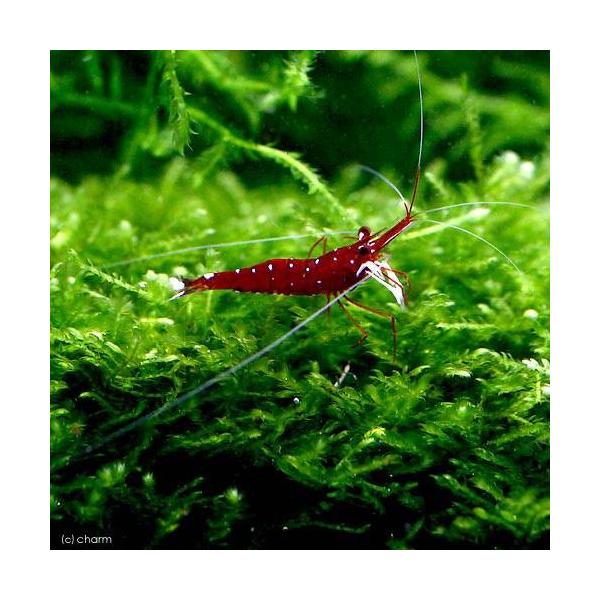 PF_SPQ　fish_database　_aqua　熱帯魚・エビ他　その他ヌマエビ　ヌマエビ系　ホワイトグローブシュリンプ　１匹　Ｃａｒｉｄｉｎａ　ｄｅｎｎｅｒｌｉ　スラウェシシュリンプ　ホワイトグローブ・シュリンプ　ホワイトスポットレッ...