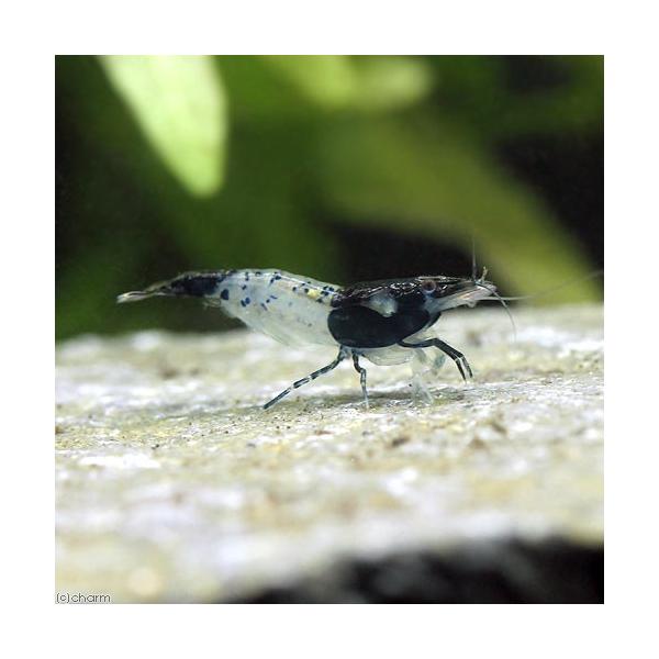 _aqua　熱帯魚・エビ他　その他エビ　ヌマエビ系　カルボーン・シュリンプ　rili_cherry　１０匹　ビーシュリンプ・エビ　ブラックルリーシュリンプ　カーボンルリーシュリンプ　リリーシュリンプ　Ｎｅｏｃａｒｉｄｉｎａ　ｄｅｎｔｉｃｕｌ...