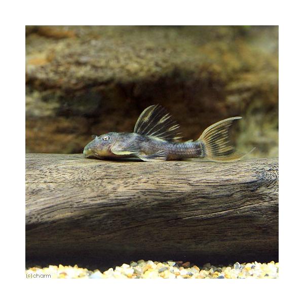 PF_SPQ　sfset　_aqua　fish_database　熱帯魚・エビ他　プレコ　種類で選ぶ　ウルスカ　ウルトラスカーレットトリムプレコ　１匹　Ｌ０２５　Ｐｓｅｕｄａｃａｎｔｈｉｃｕｓ　ｐｉｒａｒａｒａ　ｓｐ．　トリム・マグナム系　...
