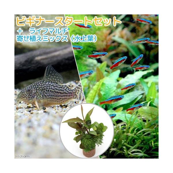 beginestarqq　熱帯魚・エビ他　ビギナースタートセット　カラシン　カージナルテトラ　コリドラスステルバイ　初心者　ライフマルチ　beginnerset_nettaigyo　20170716　TT　tansui60　kaijyo