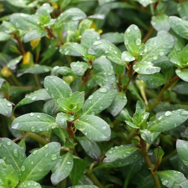 PF_SPQ　_aqua　水草　後景草　赤い　パンタナルレッドピンネイトはこちら　all_plants　水草赤い　Pantal_redPinel　wp_kywrd　wp0609007　autumn_wp　Ludwigia　ルドウィジア　in...