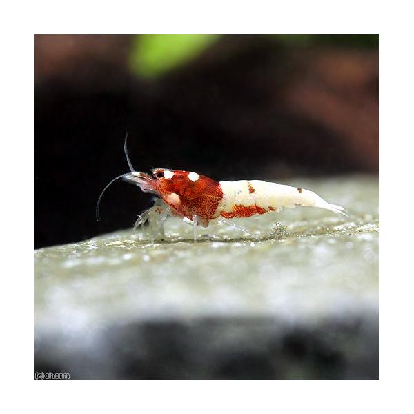 PF_SPQ　fish_database　_aqua　熱帯魚・エビ他　ビーシュリンプ・エビ　シャドー系　レッドシャドーシュリンプ　ハイブリッド　レッドピントシュリンプ　beeshurimp_shadow　シュリンプシャドー　bsｒs-mix...