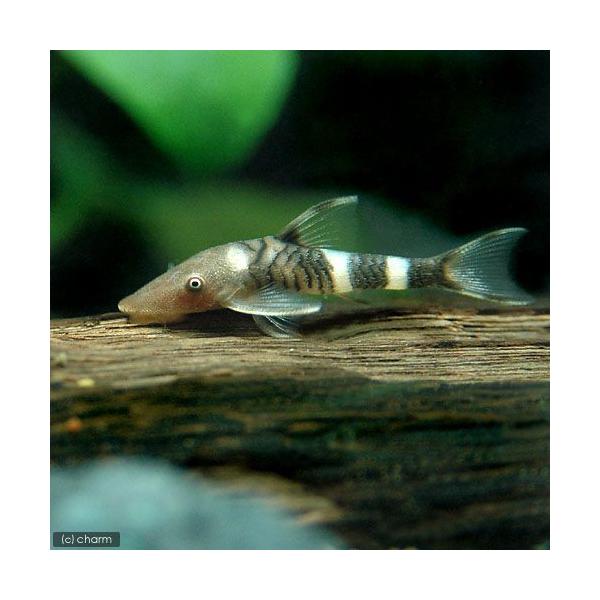 PF_SPQ　熱帯魚・エビ他　オトシン・ロリカリア　オトシン　ボルケーノオトシン　１匹　fish_database　ゼブラ・ロボコップ　ゼブラロボコップ　ナンノプトポマ　ｓｐ．“ペルー”　淡水生体　tcsdasdsd　オトシンの仲間　kai...