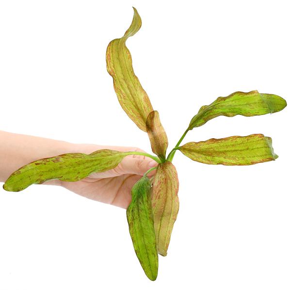 PF_SPQ　熱帯魚　Ech　サ行　デナリー特集　水草　エキノとその近縁　ジャングルスター　エキノ　エキノドルス　デナリー　デナリー社　Echinodorus　Dschungelstar　NoE04　Grizzly　Bear　Aquariu...