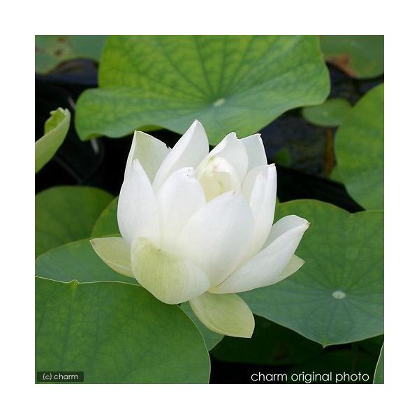 ビオトープ　ガーデニング　水辺植物　ハス　time090611　hasu_10bai0731　all_plants　sp_gardenハス　tuihi_rotas0614　発芽待ちハス　set_hasu_himeshiro　育て方　育成方法...