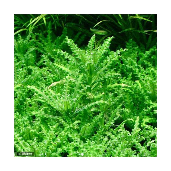 PF_SPQ　熱帯魚　_wp　_aqua　水草　前景草　横に広がる　all_plants　ポゴ　ヘル　aqulloimageset　ポゴステモン　ヘルフェリー　ポゴステ　ポゴステモンヘルフェリー　Pogostemon　helferi　波立つ...